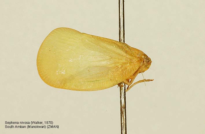 Papua Insects Foundation (Hemiptera/Auchenorrhyncha/leafhopper ...